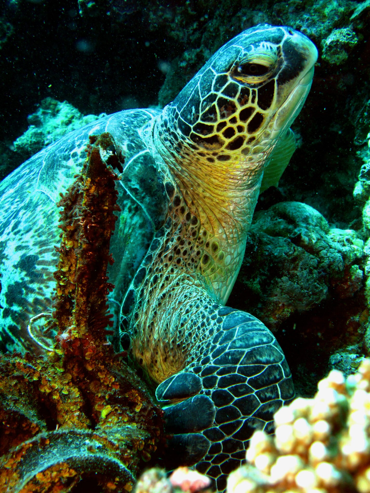 Tañon Strait Over the Years: Challenges and Progress in Marine ...